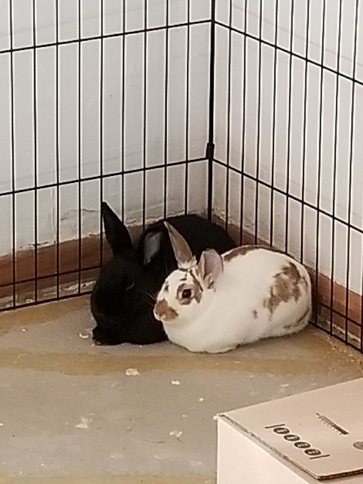 Different Ways to Use NIC Grids, & Where to Find Them – Bunny Basics Blogs