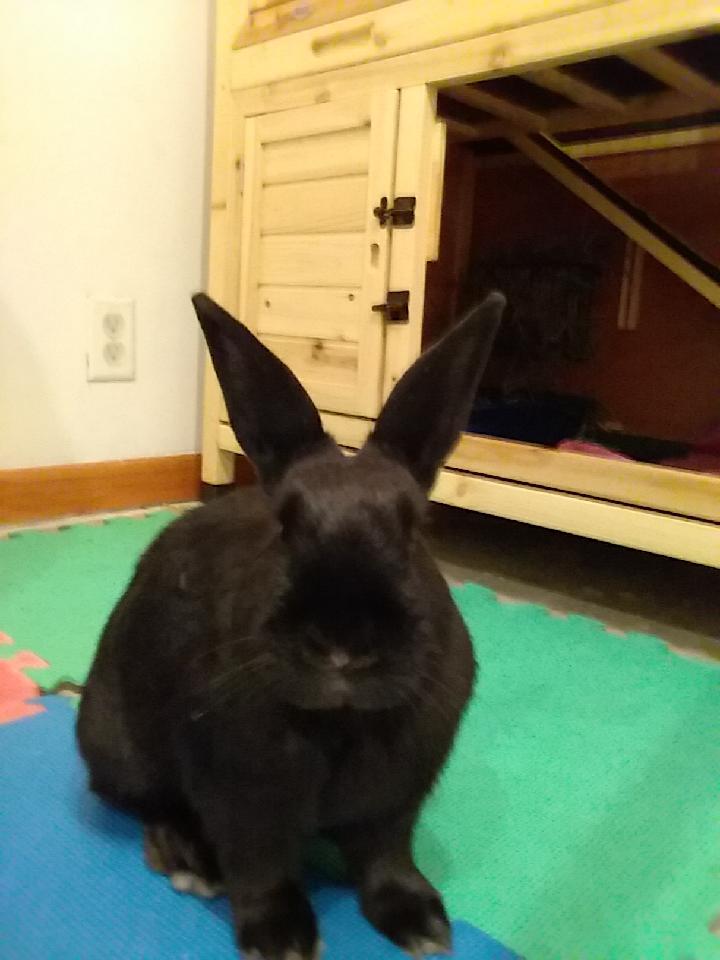 Good & Bad Rabbit Cages – Bunny Basics Blogs